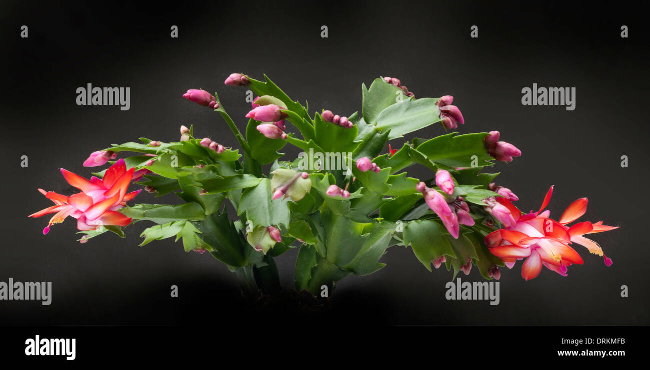 Dunkle blumen -Fotos und -Bildmaterial in hoher Auflösung – Alamy