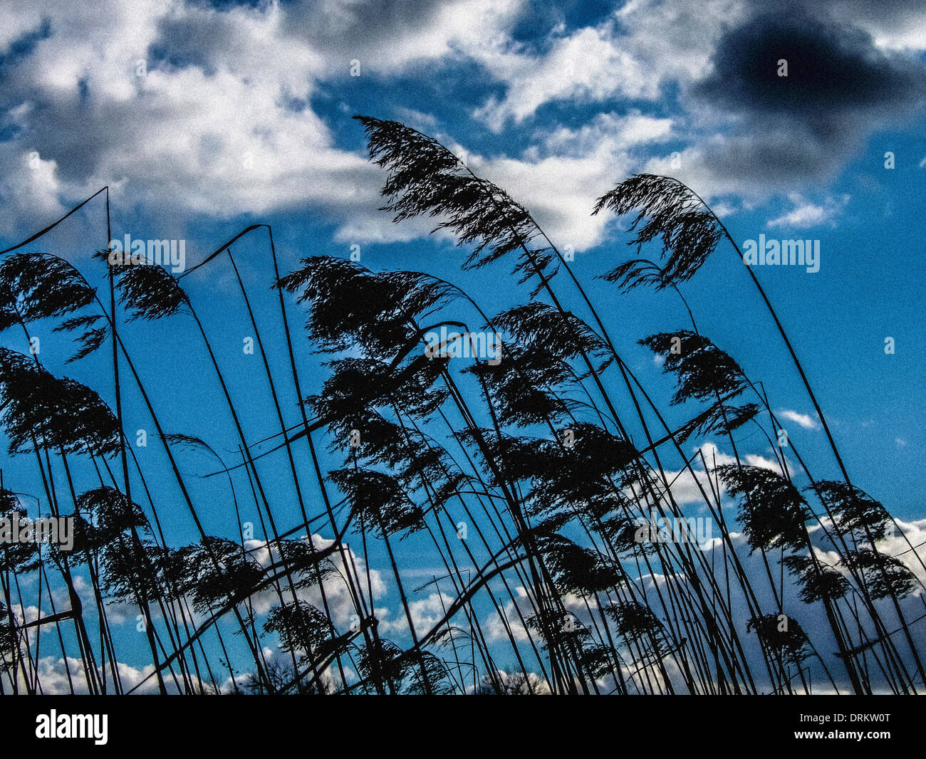 Silhouette gegen gras -Fotos und -Bildmaterial in hoher Auflösung – Alamy