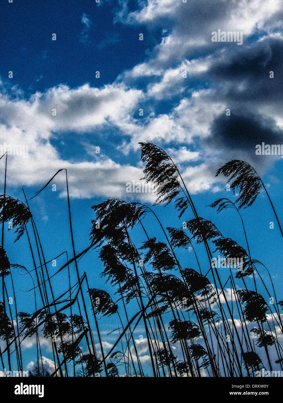 Wind im gras -Fotos und -Bildmaterial in hoher Auflösung – Alamy