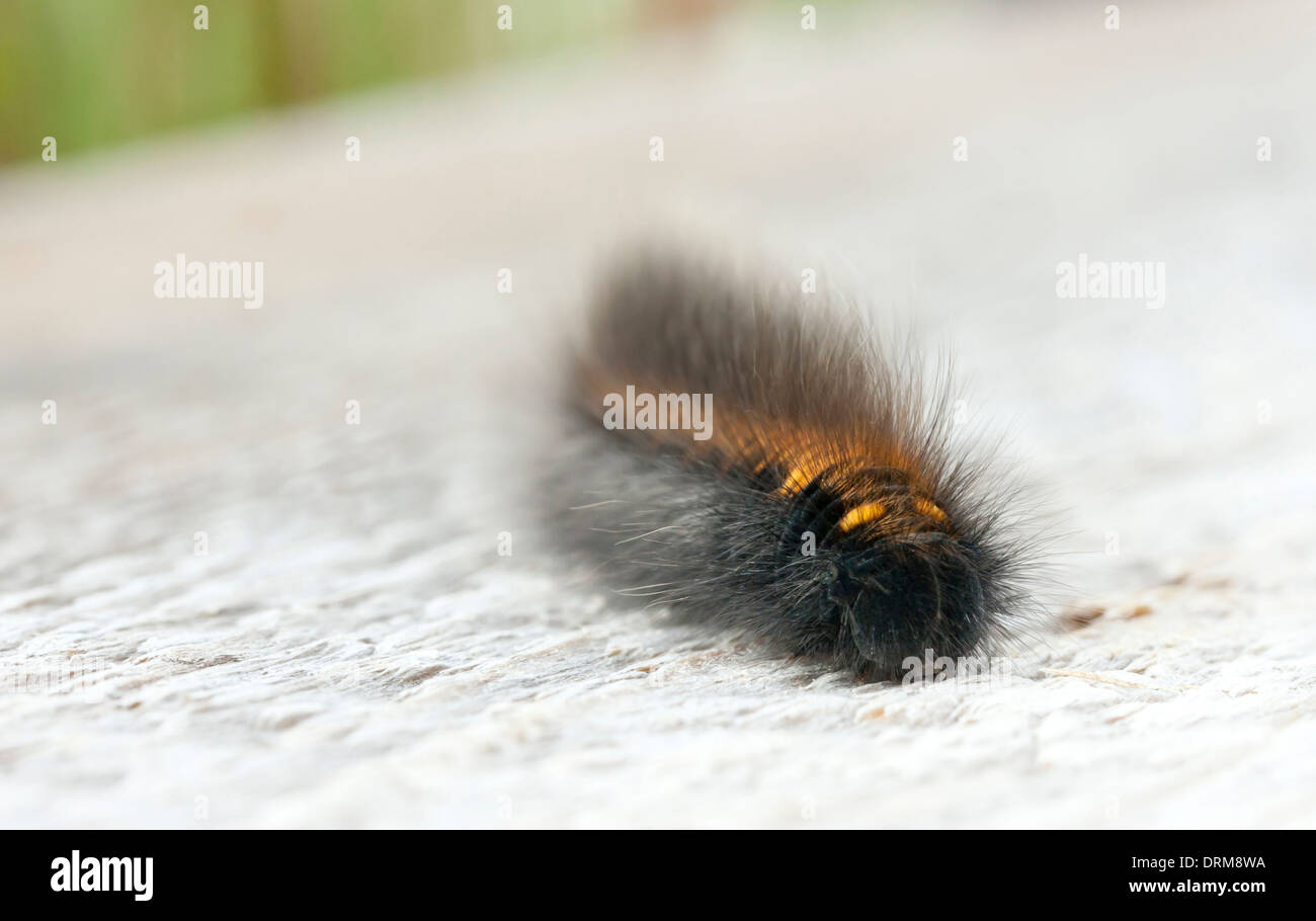 Haarige schwarze raupe -Fotos und -Bildmaterial in hoher Auflösung – Alamy