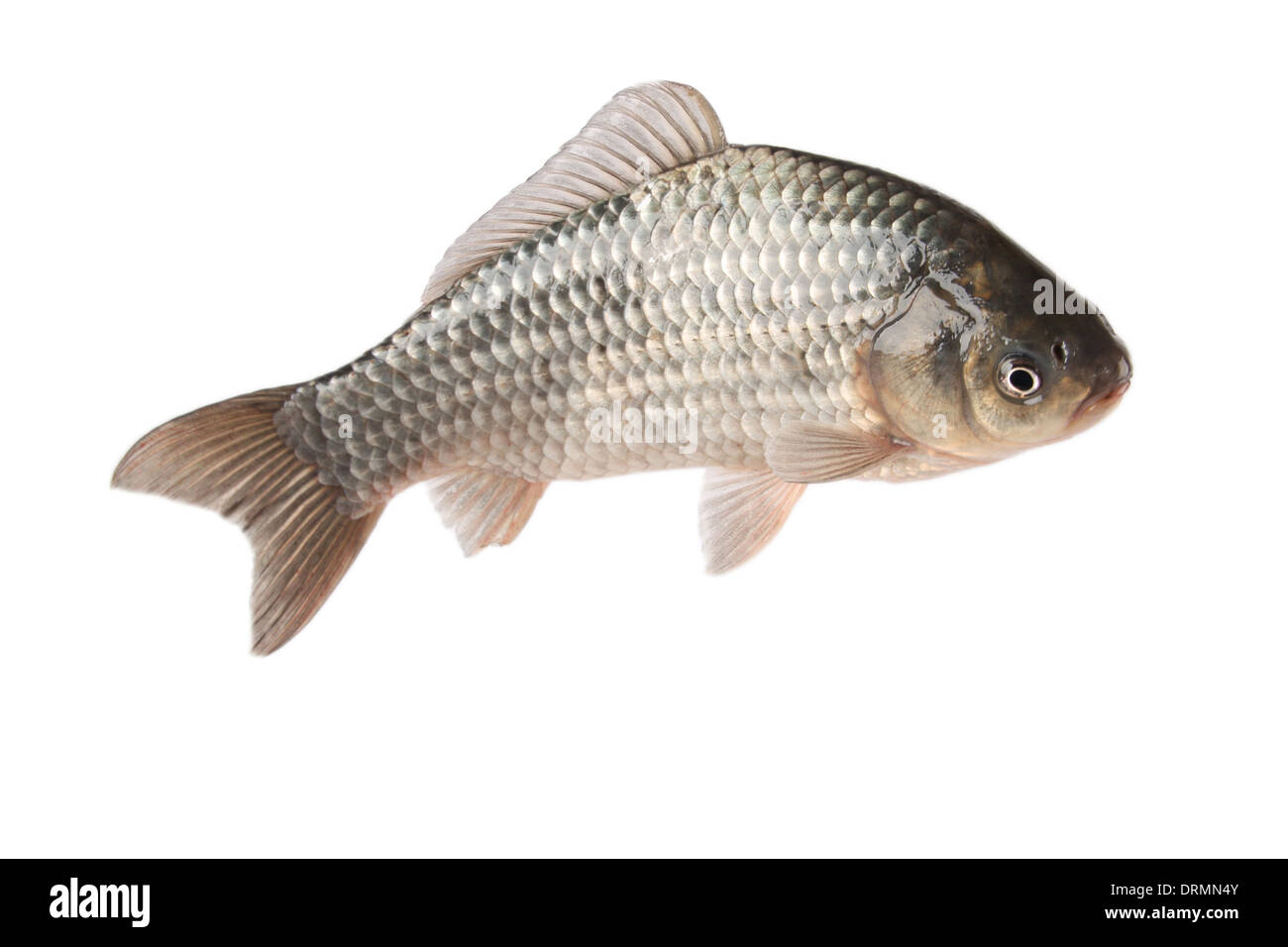 Karpfenfische cyprinidae -Fotos und -Bildmaterial in hoher Auflösung ...