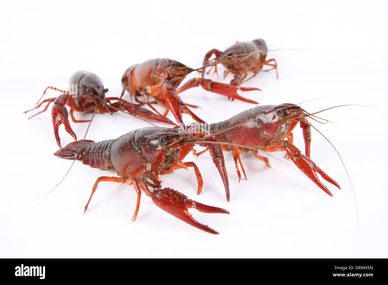 Wilde langusten -Fotos und -Bildmaterial in hoher Auflösung – Alamy