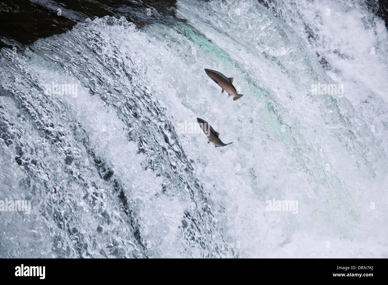 Forellen springen -Fotos und -Bildmaterial in hoher Auflösung – Alamy