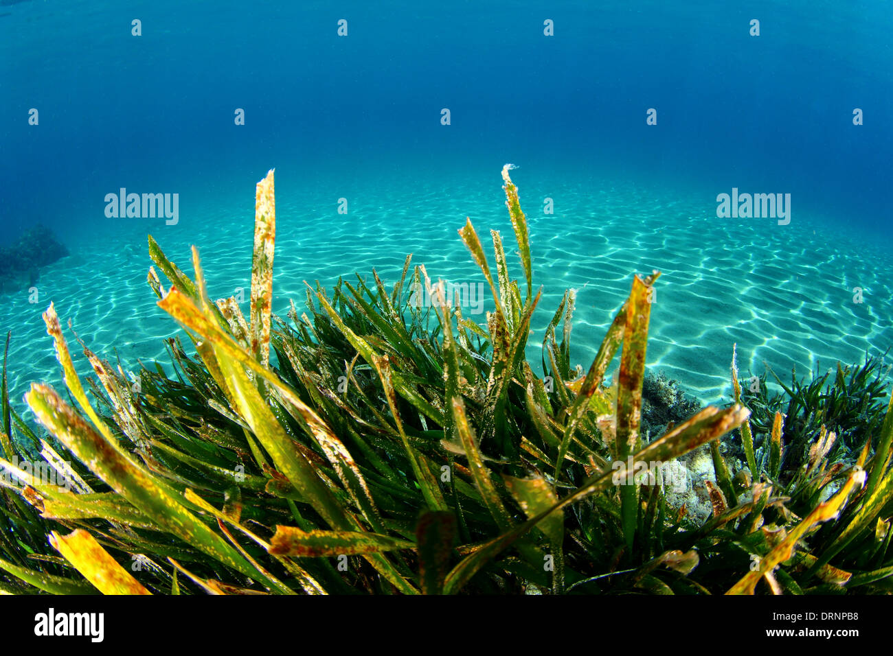 Buntes seegras -Fotos und -Bildmaterial in hoher Auflösung – Alamy