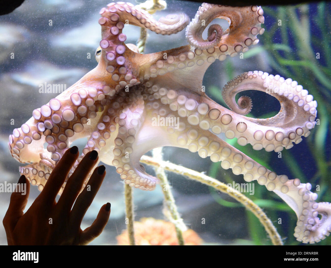 Berlin, Deutschland. 30. Januar 2014. Eine gemeinsame Krake (Octopus ...