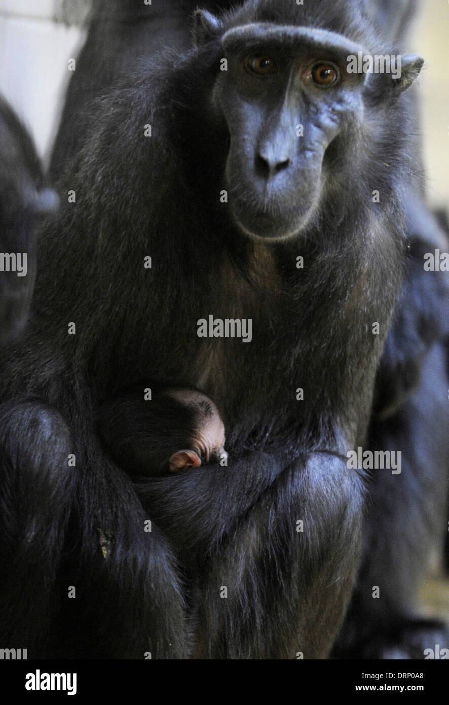 Zoo decin -Fotos und -Bildmaterial in hoher Auflösung – Alamy