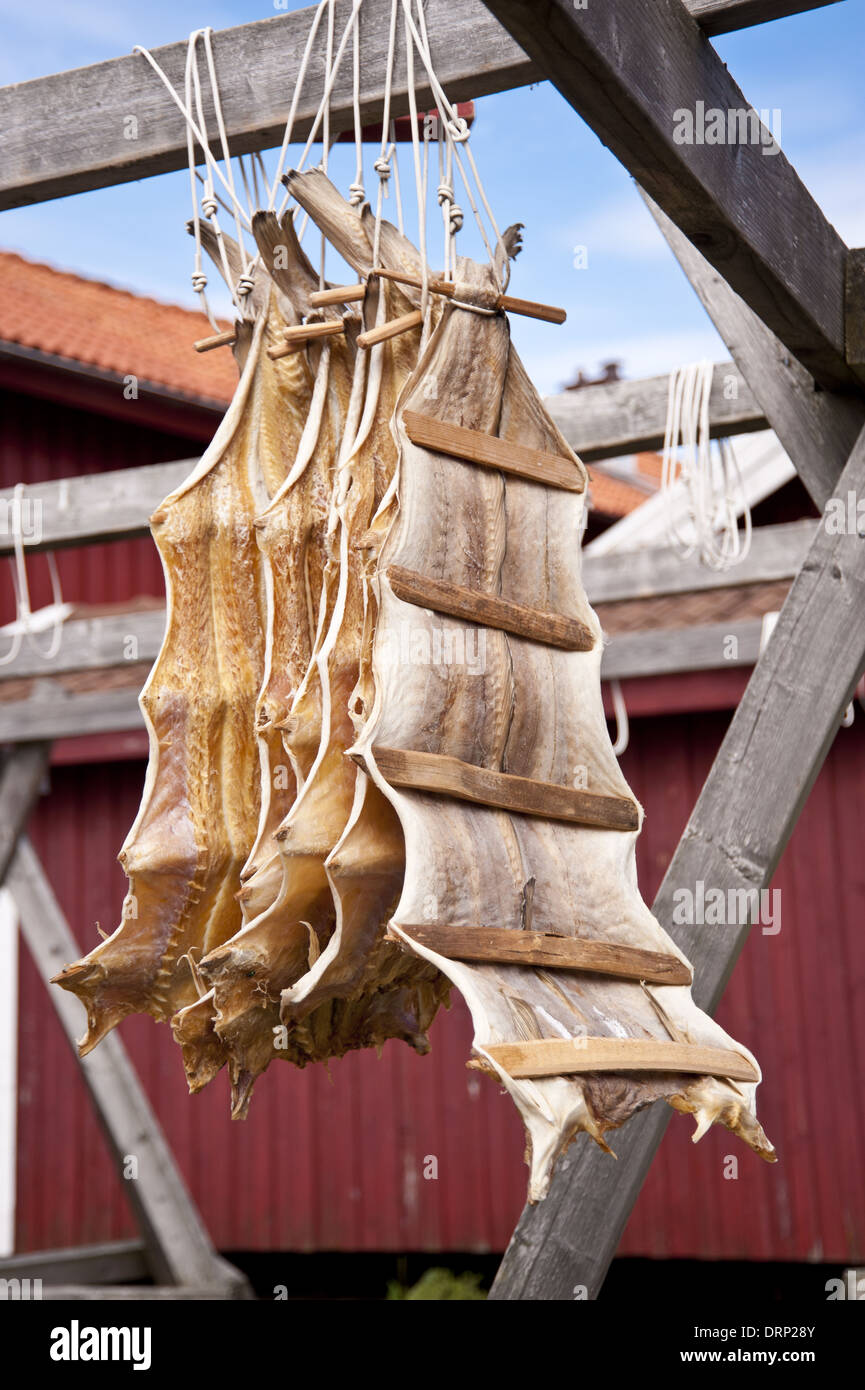 Getrockne -Fotos und -Bildmaterial in hoher Auflösung – Alamy