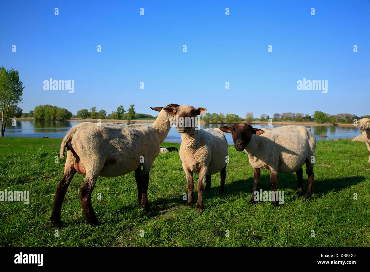 Schafe am elbdeich -Fotos und -Bildmaterial in hoher Auflösung – Alamy