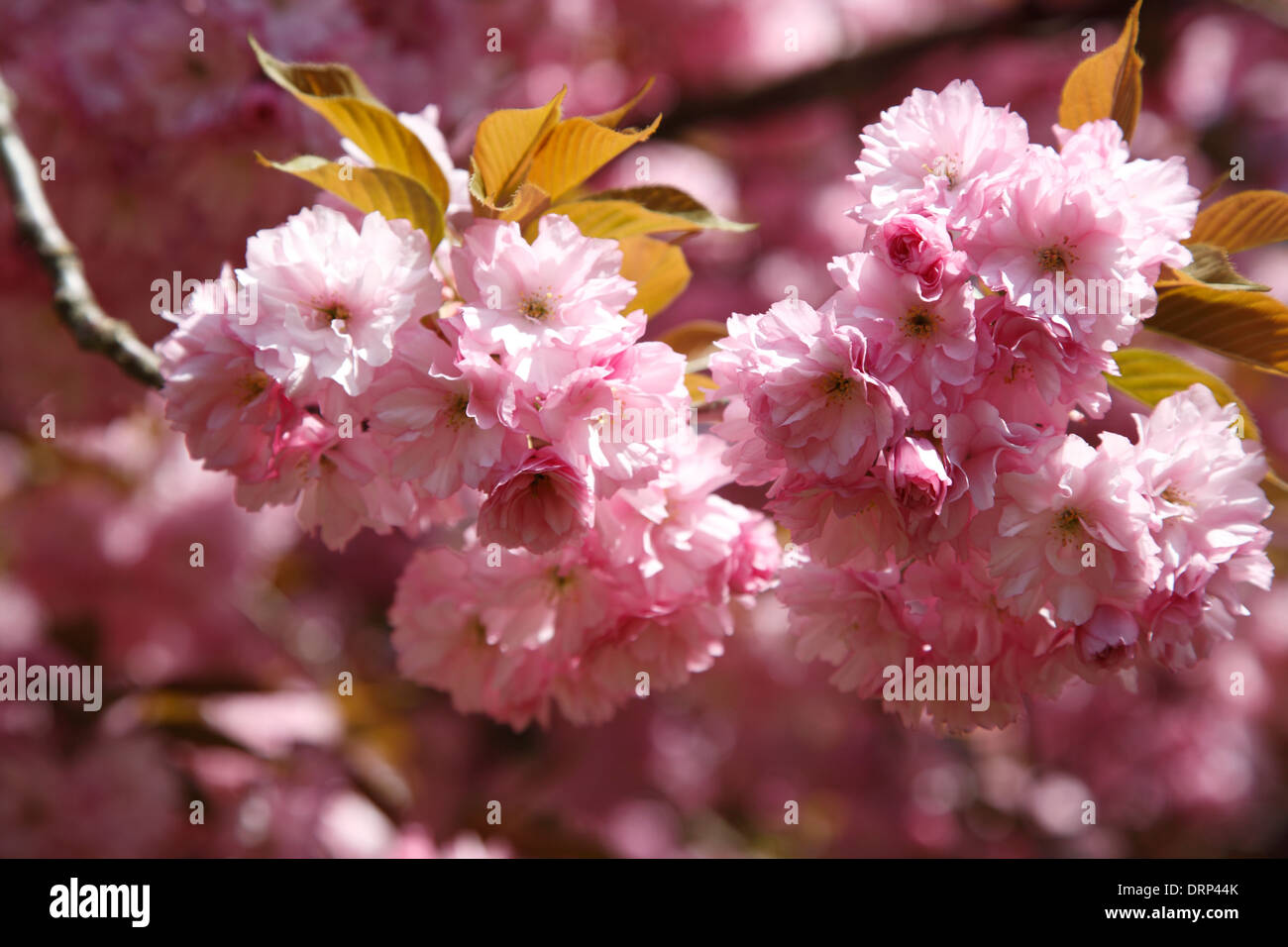 Japanische zierkirsche -Fotos und -Bildmaterial in hoher Auflösung – Alamy