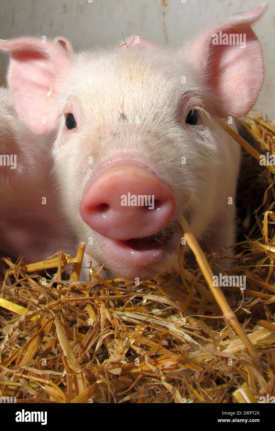 Ferkel in -Fotos und -Bildmaterial in hoher Auflösung – Alamy