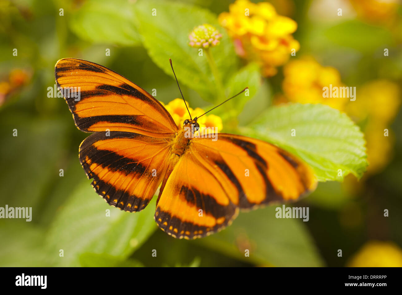 Tropische Falter Stockfotos und -bilder Kaufen - Alamy