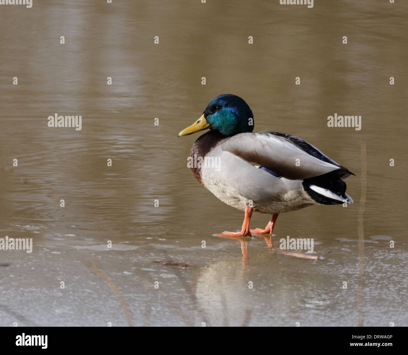 Männliche wildente -Fotos und -Bildmaterial in hoher Auflösung – Alamy