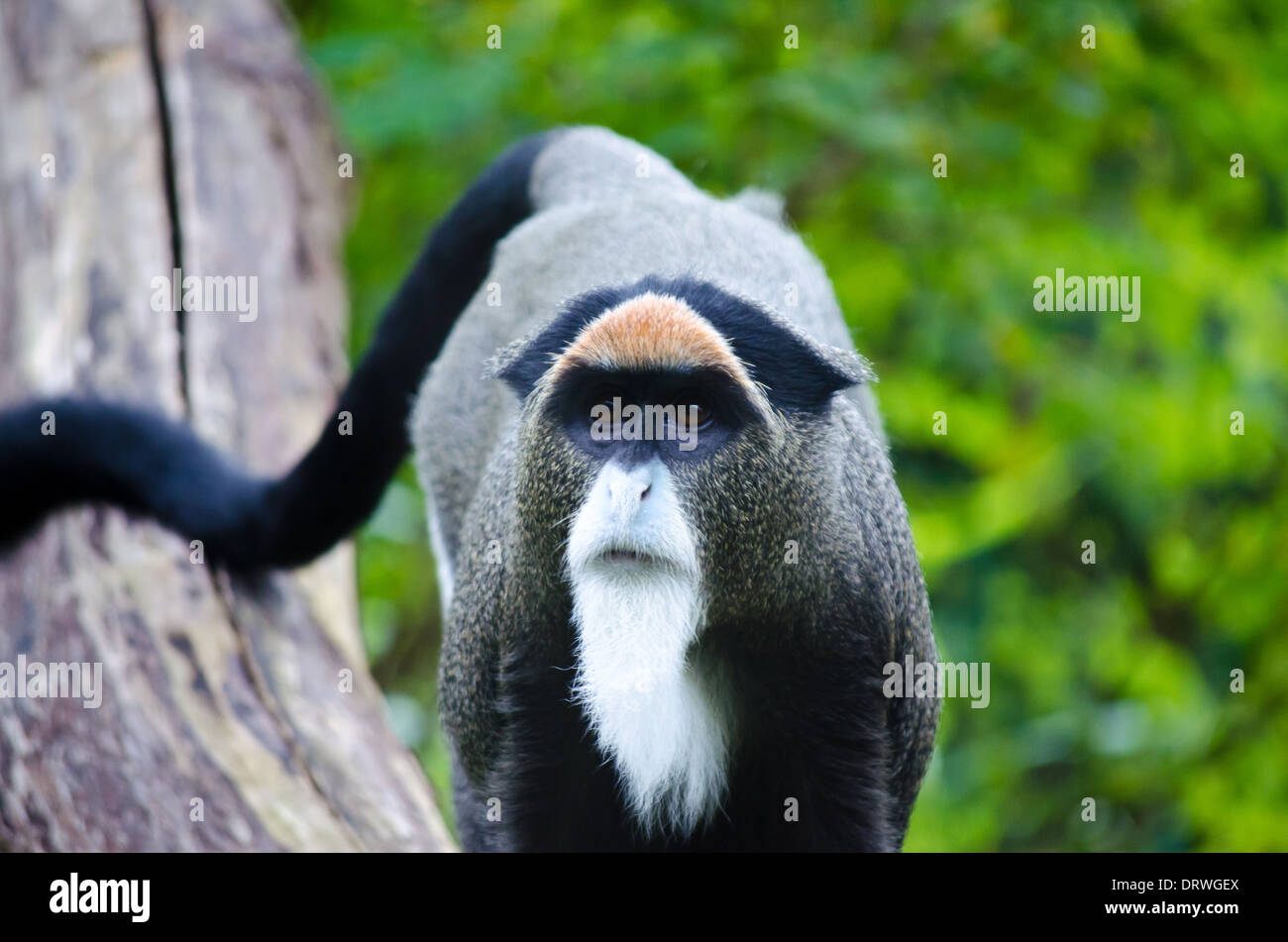 Bart affe -Fotos und -Bildmaterial in hoher Auflösung – Alamy