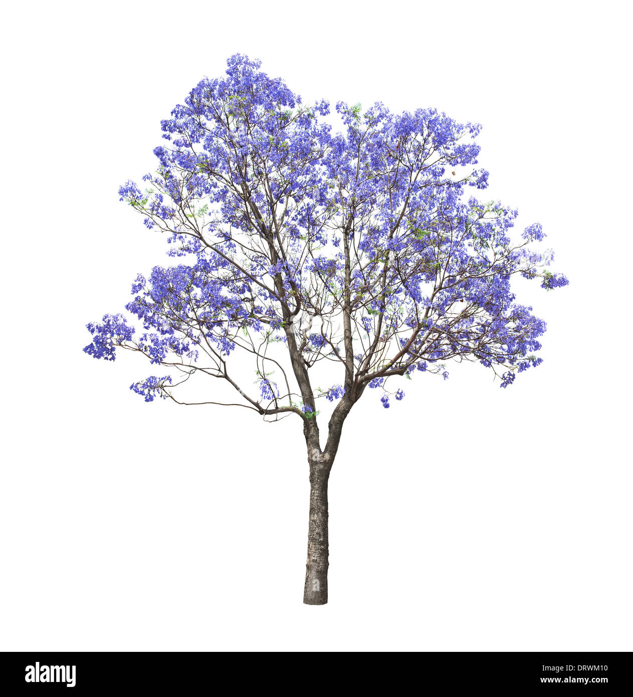 Jacaranda Holz Stockfotos und -bilder Kaufen - Alamy