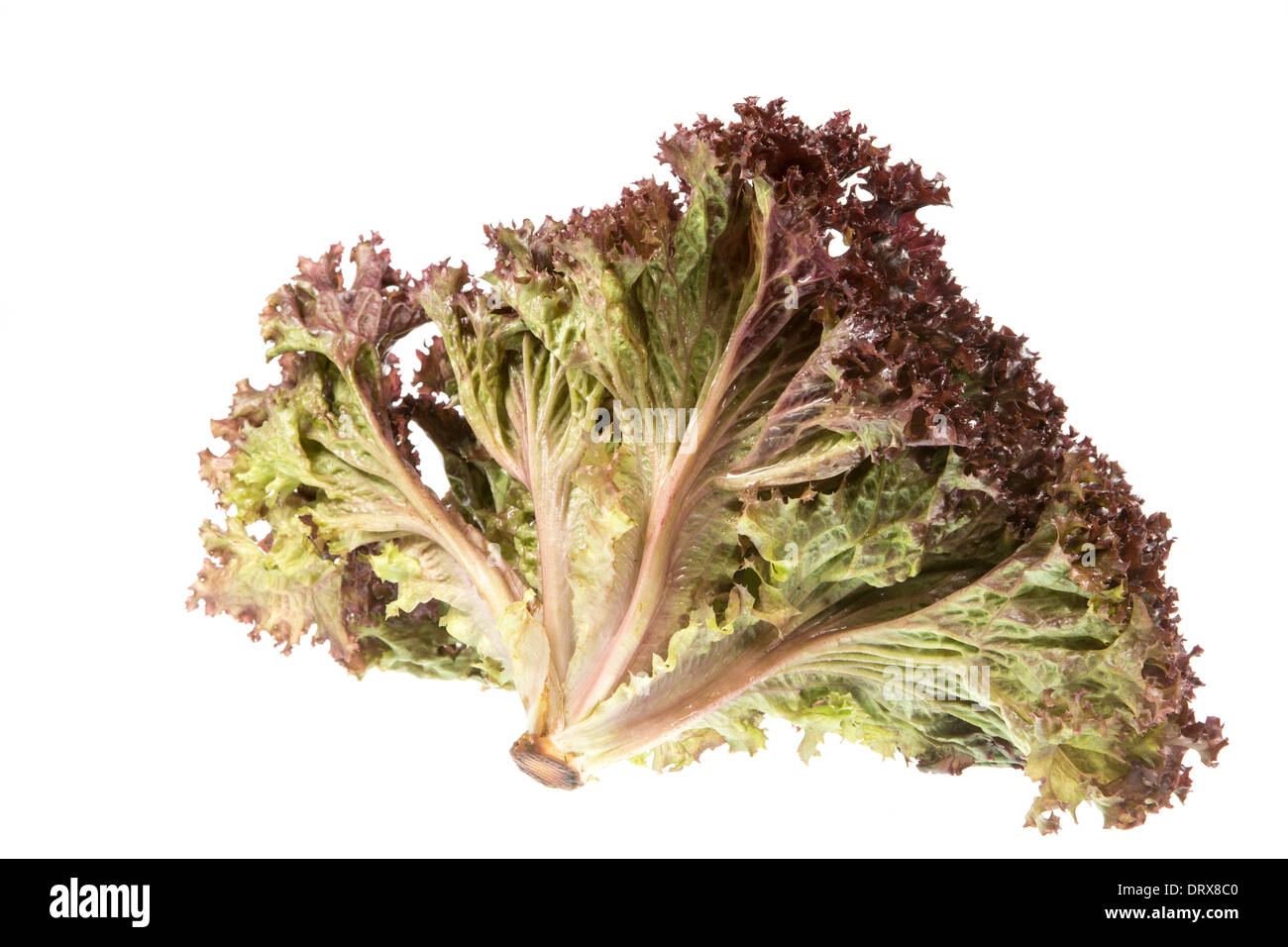 Gesunder lollo rosso salat -Fotos und -Bildmaterial in hoher Auflösung ...