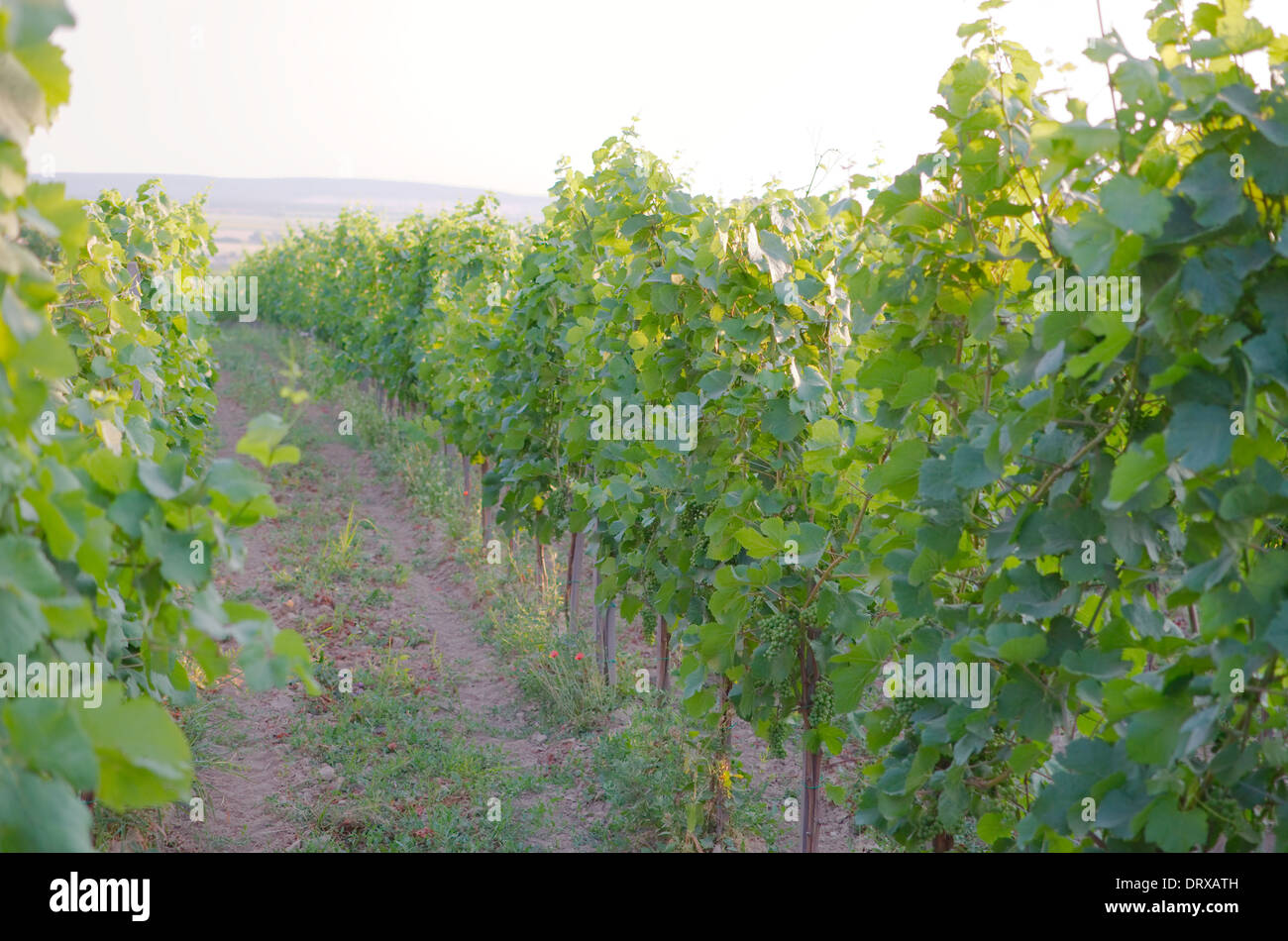 Weinberg reben landwirtschaft -Fotos und -Bildmaterial in hoher ...