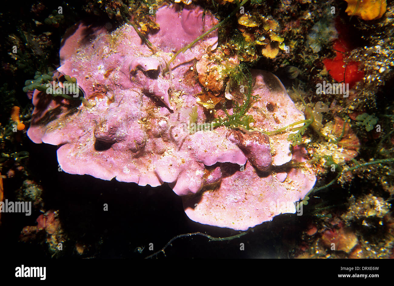 Mesophyllum lichenoides -Fotos und -Bildmaterial in hoher Auflösung – Alamy
