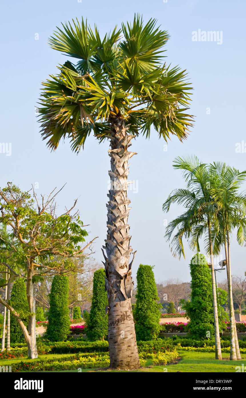 Palme dekoration -Fotos und -Bildmaterial in hoher Auflösung – Alamy