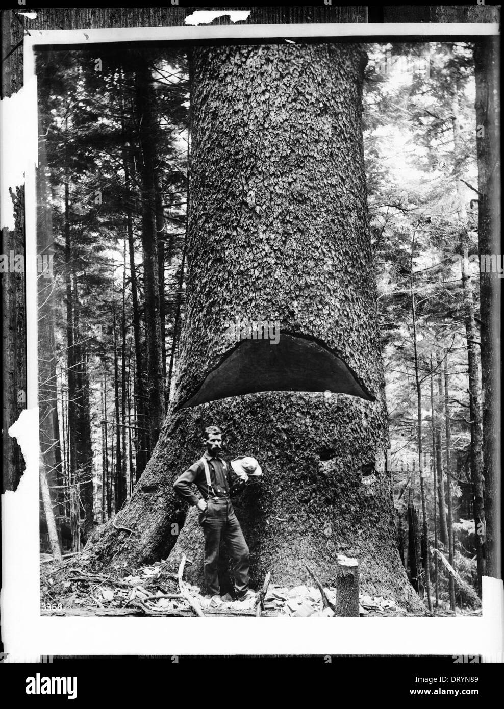 Ein Holzfäller steht am Fuße eines riesigen Baum zeigt einen Schnitt in ...