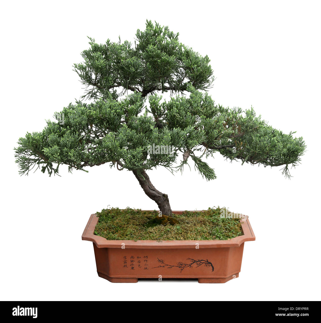 Cypress Bonsai Tree Stockfotos und -bilder Kaufen - Alamy