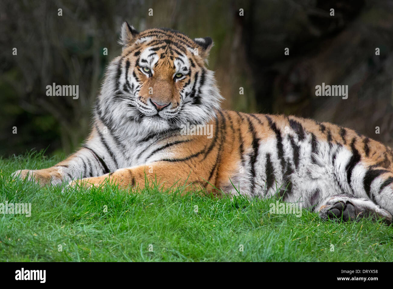 Amur Tiger Panthera Tigris Altaica Stockfotos und -bilder Kaufen - Alamy