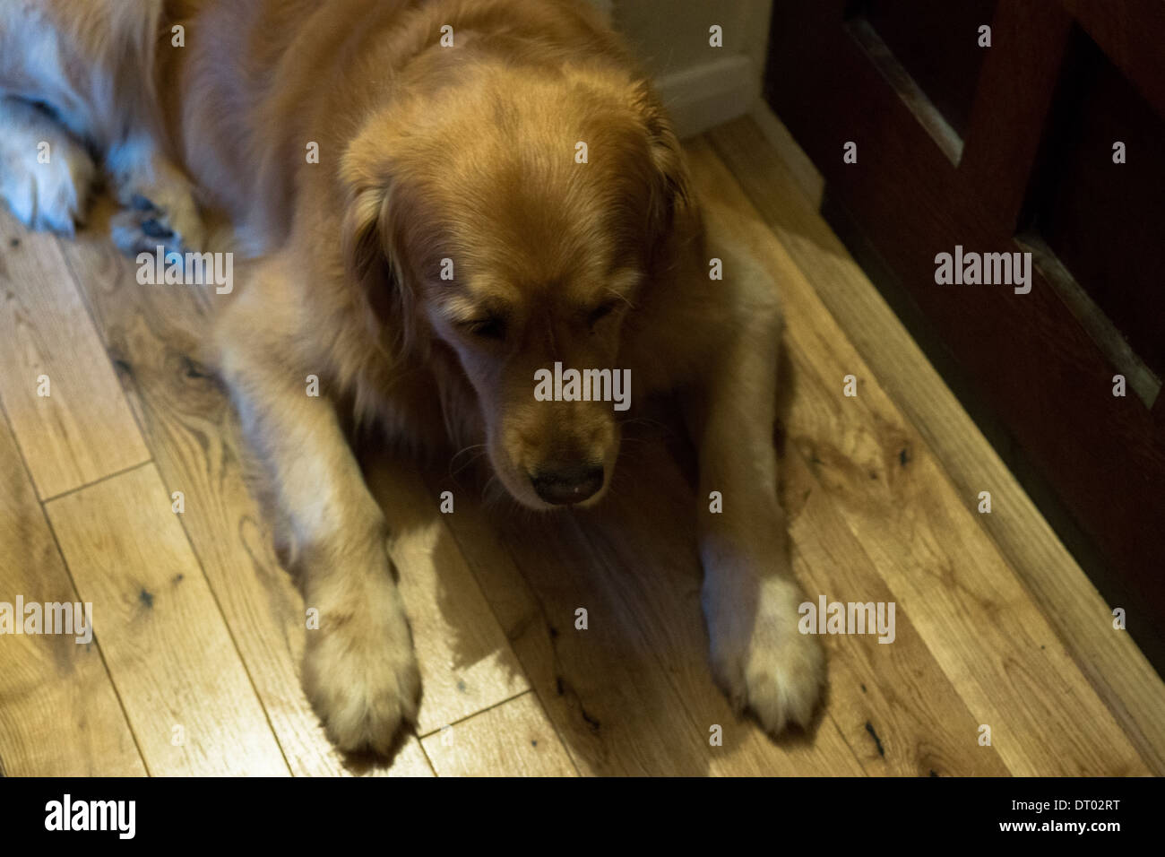 Kopf des goldenen labrador hundes -Fotos und -Bildmaterial in hoher ...