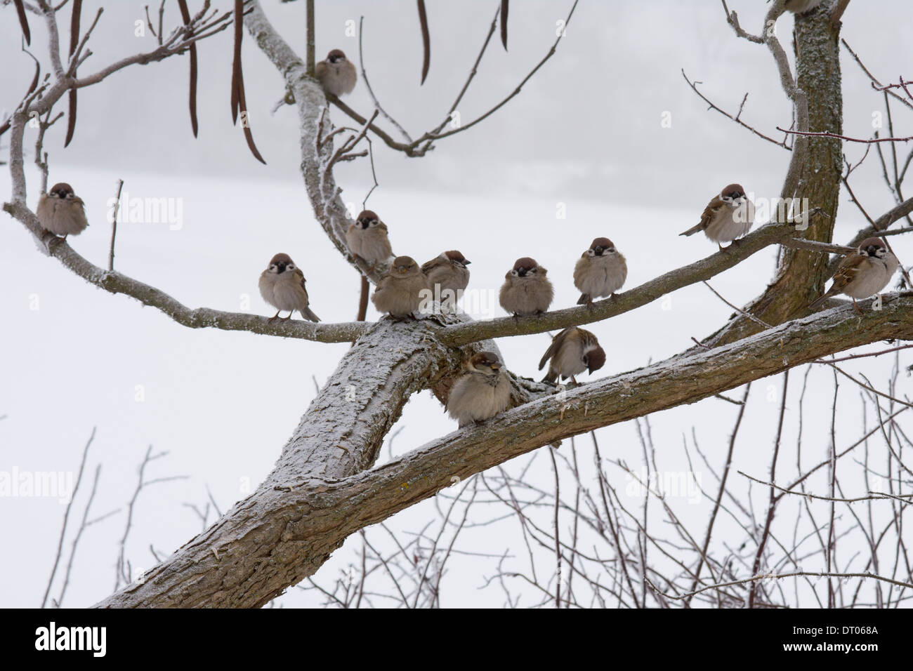 Spatzen winter -Fotos und -Bildmaterial in hoher Auflösung – Alamy