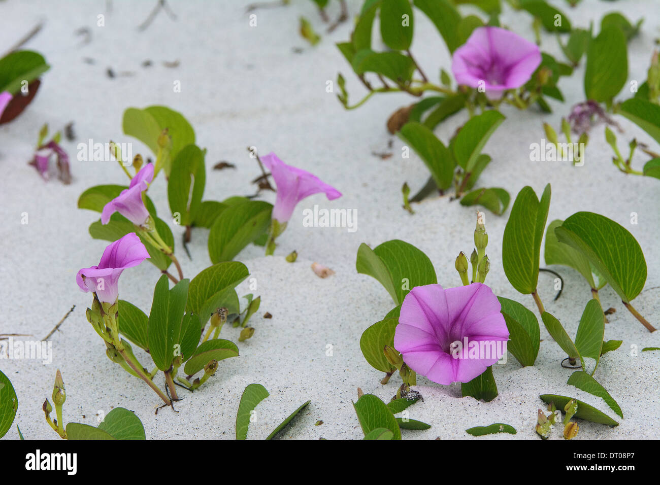 Lila blumen am strand -Fotos und -Bildmaterial in hoher Auflösung – Alamy