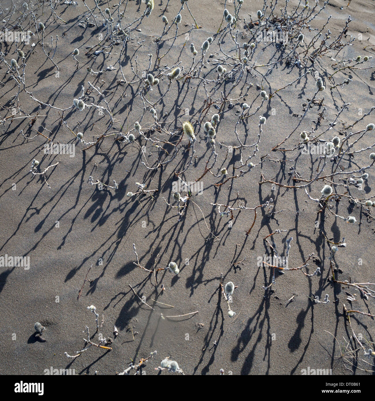 Wollige Weide, wild wachsenden. Salix lanata, das wollige Weide, ist ...