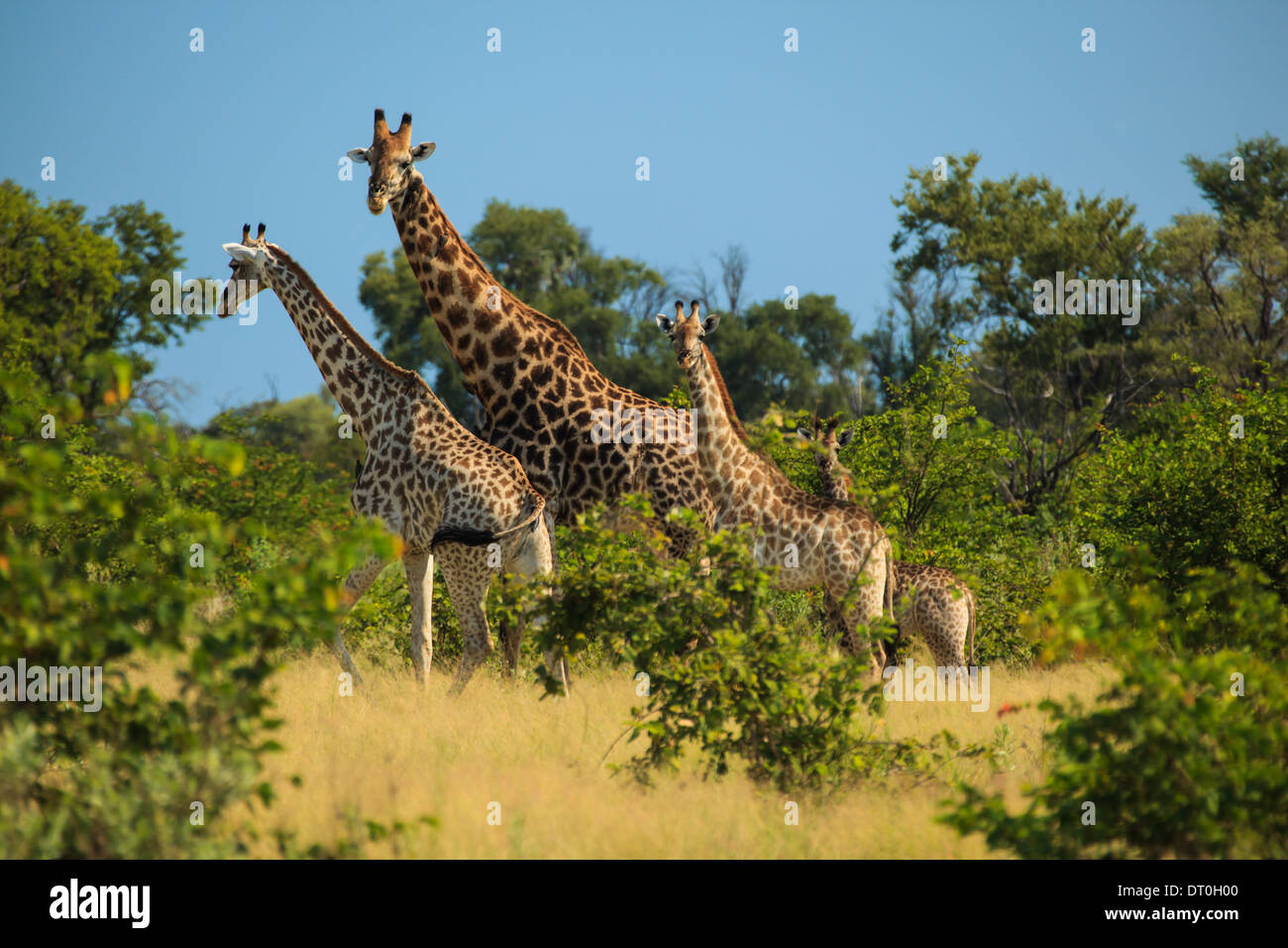 Zebra-Familie im natürlichen Lebensraum der Savanne in Namibia hautnah ...