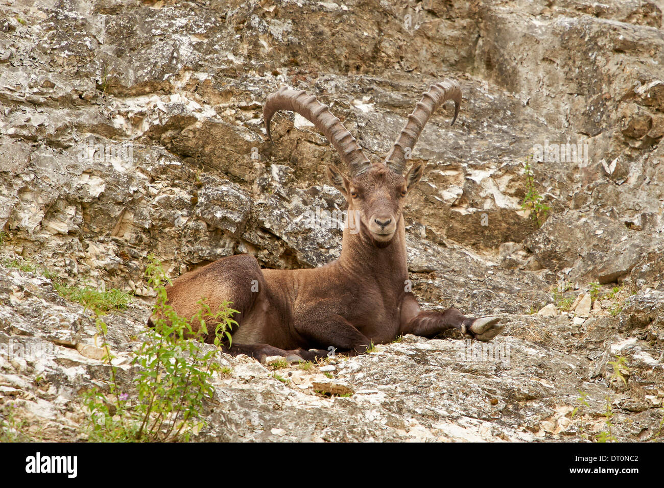 Alpine ibex cliff -Fotos und -Bildmaterial in hoher Auflösung – Alamy