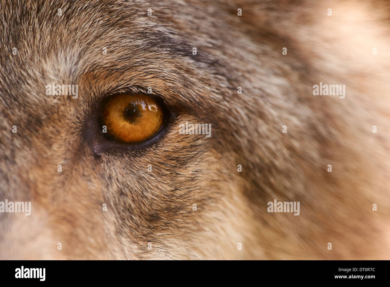 Graue iris -Fotos und -Bildmaterial in hoher Auflösung – Alamy