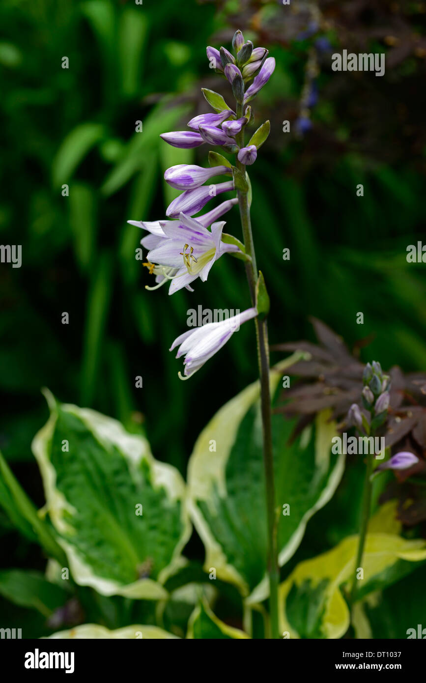 Hosta Fortunei Blume Blumen Blüte Schatten Schatten schattige liebende ...