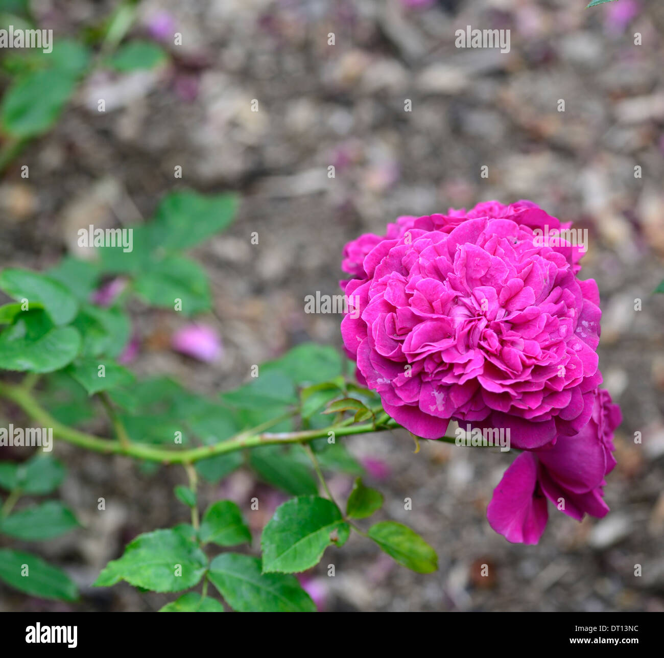 Rosa william shakespeare -Fotos und -Bildmaterial in hoher Auflösung ...