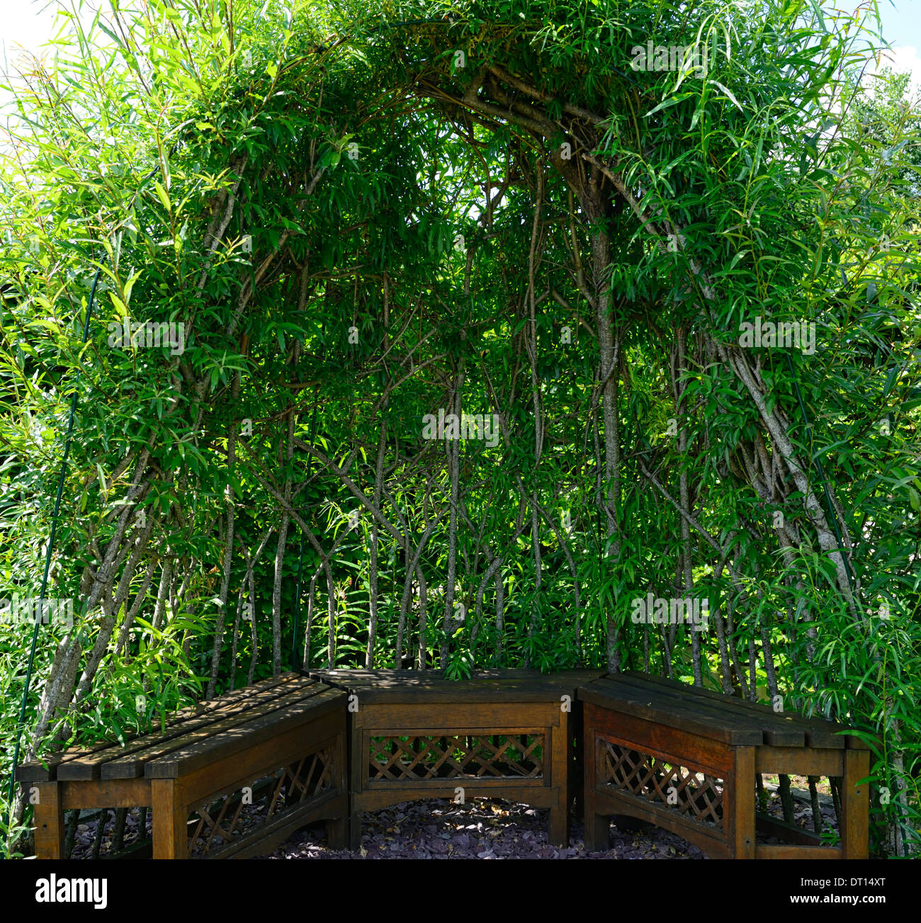 Willow Tree SAP-Bäumchen Bäumchen Abdeckung bedeckt Bogen Pergola ...