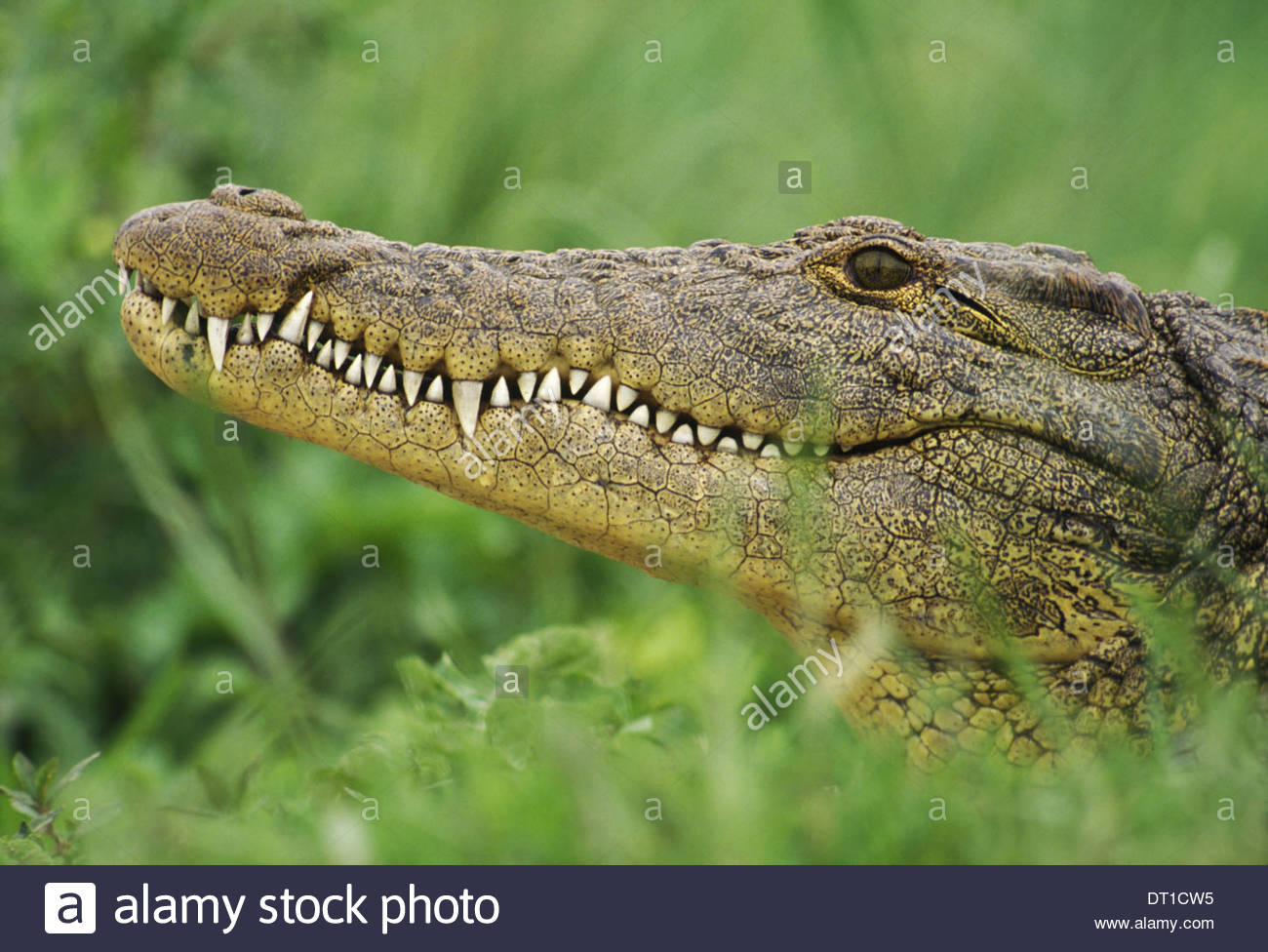 Echte Krokodile Stockfotos und -bilder Kaufen - Alamy