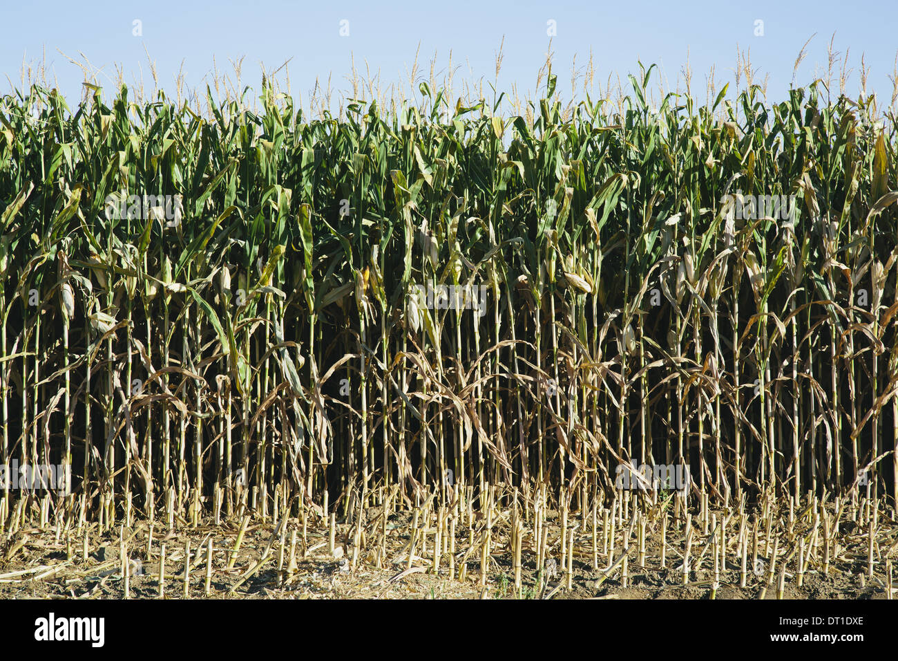 Wachsende maispflanzen -Fotos und -Bildmaterial in hoher Auflösung – Alamy