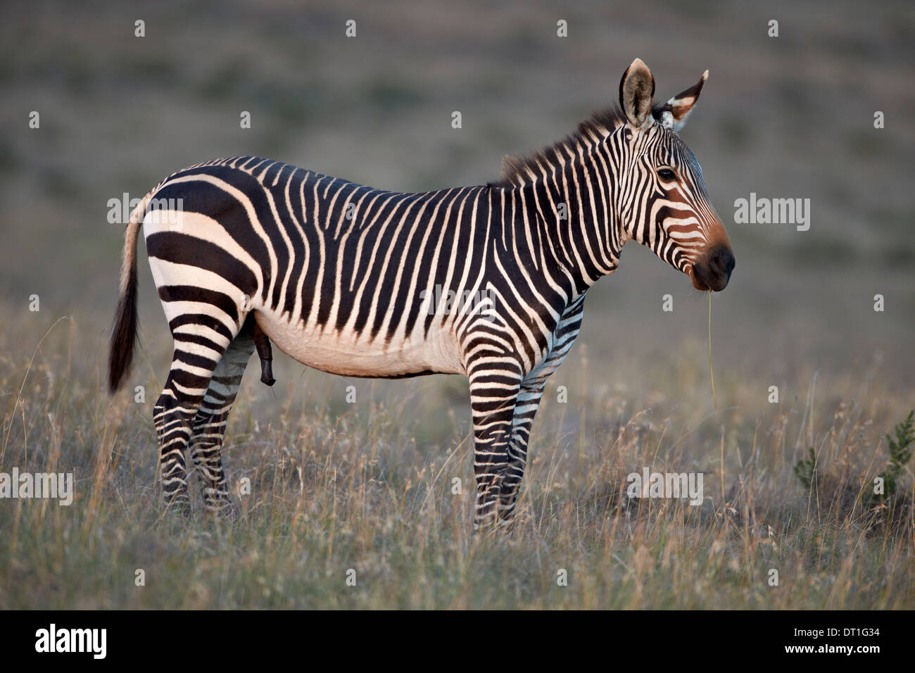 Hengst im nationalpark berg zebra -Fotos und -Bildmaterial in hoher ...