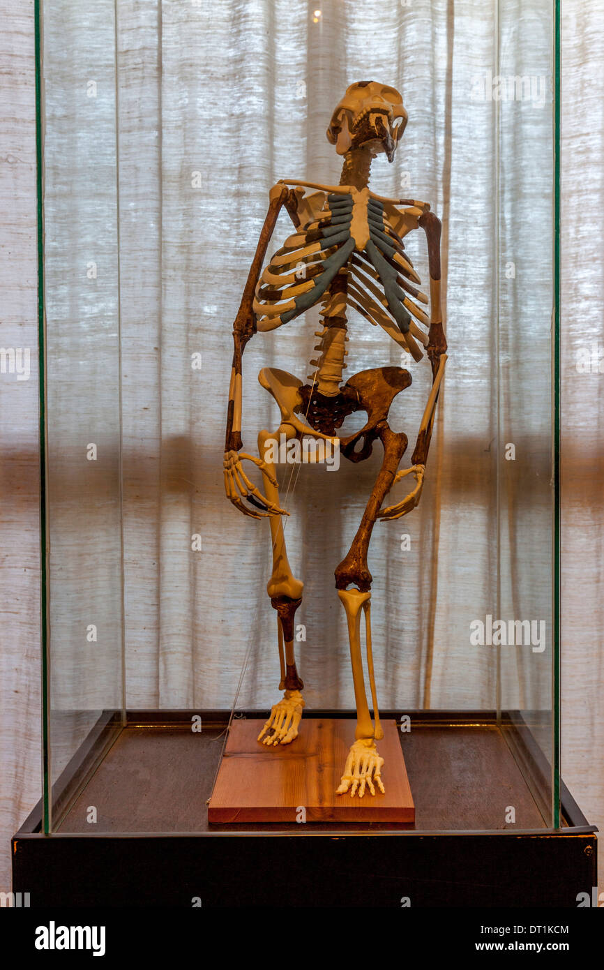 Lucy Skelett Stockfotos und -bilder Kaufen - Alamy