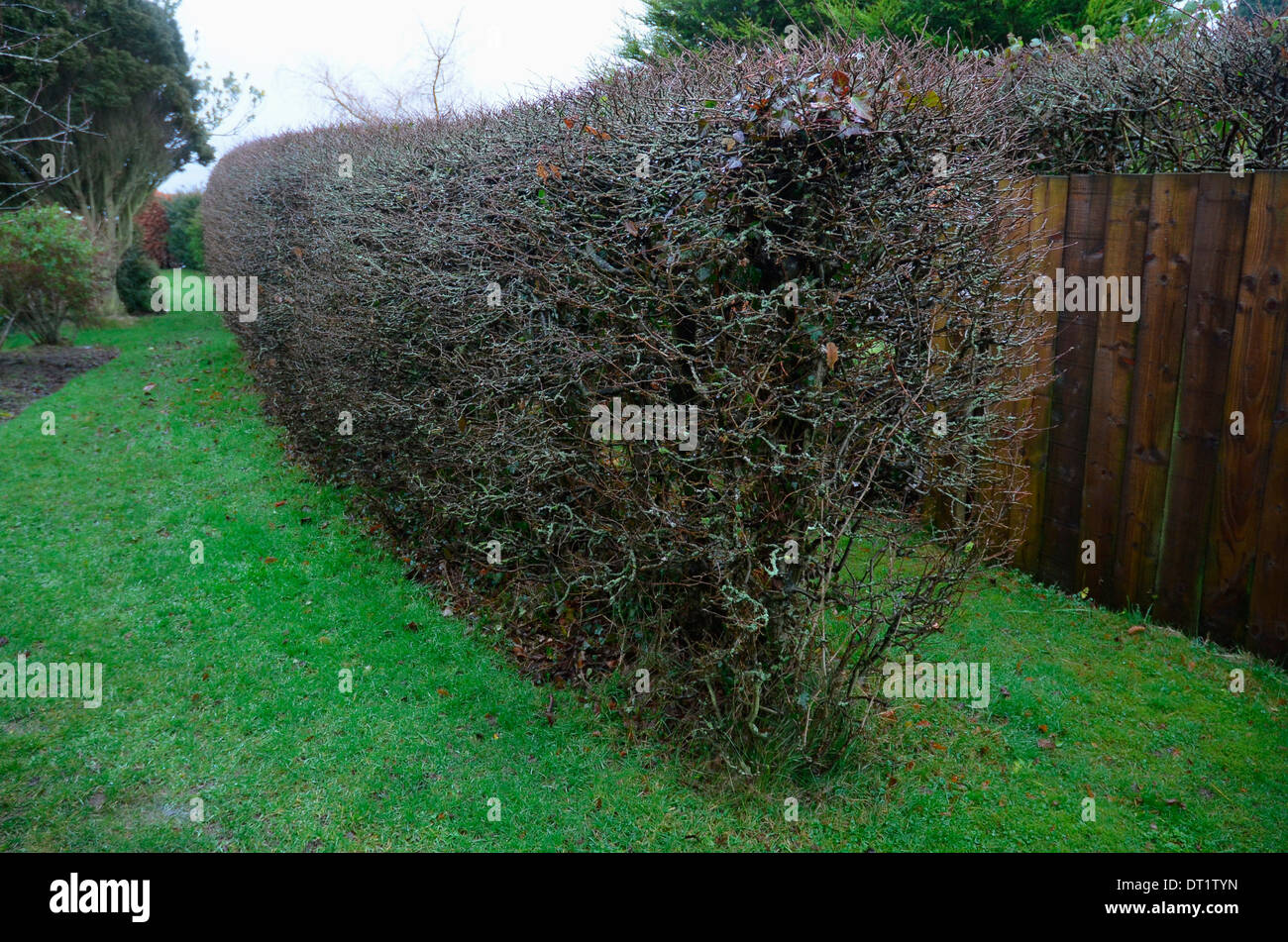 Hainbuchen-Hecke im winter Stockfotografie - Alamy