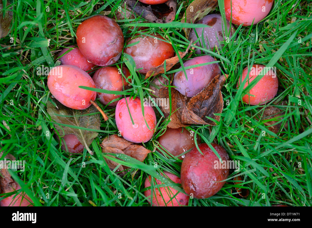 Faule pflaumen -Fotos und -Bildmaterial in hoher Auflösung – Alamy