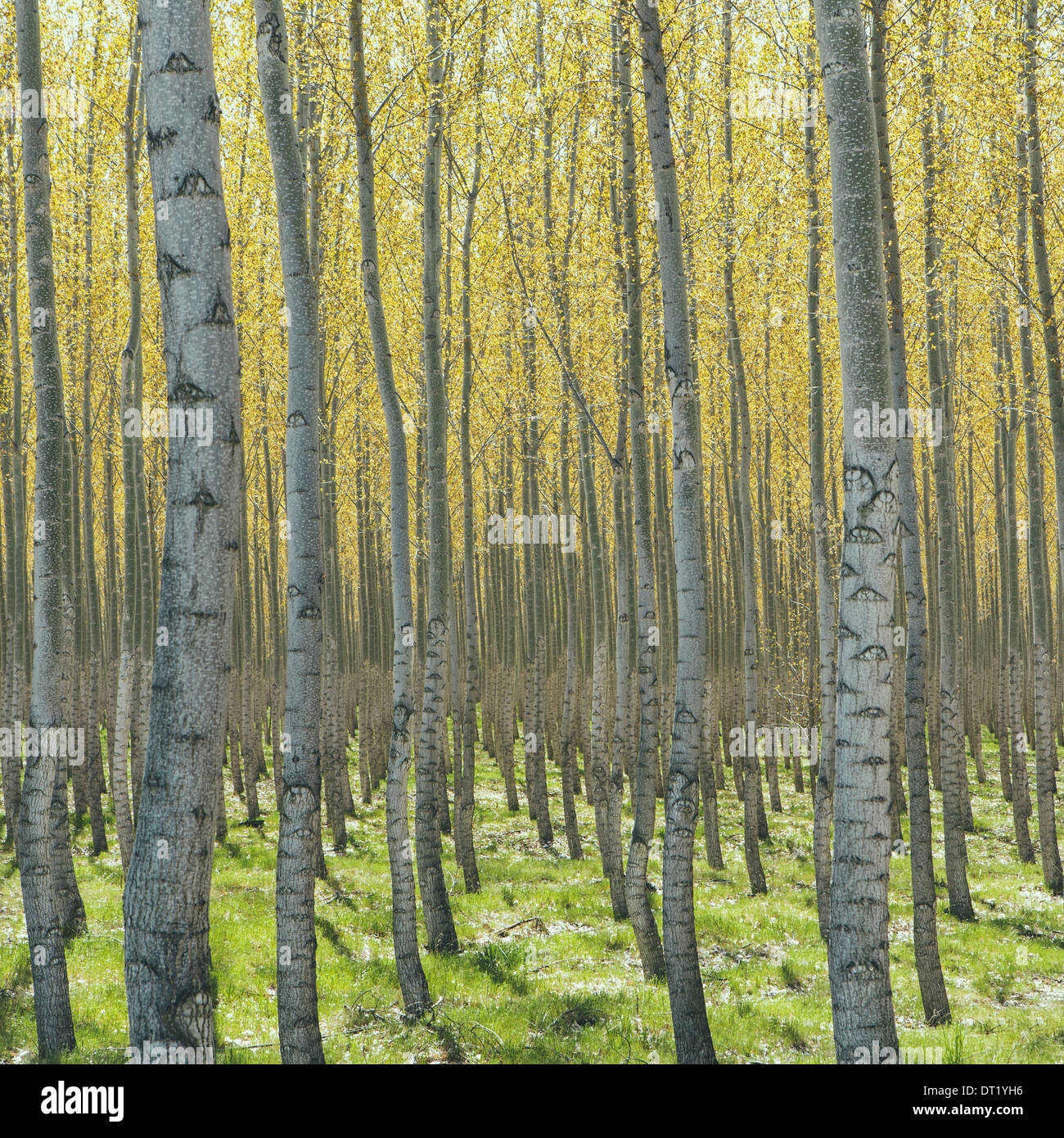 Stamm Einer Pappel Stockfotos und -bilder Kaufen - Alamy