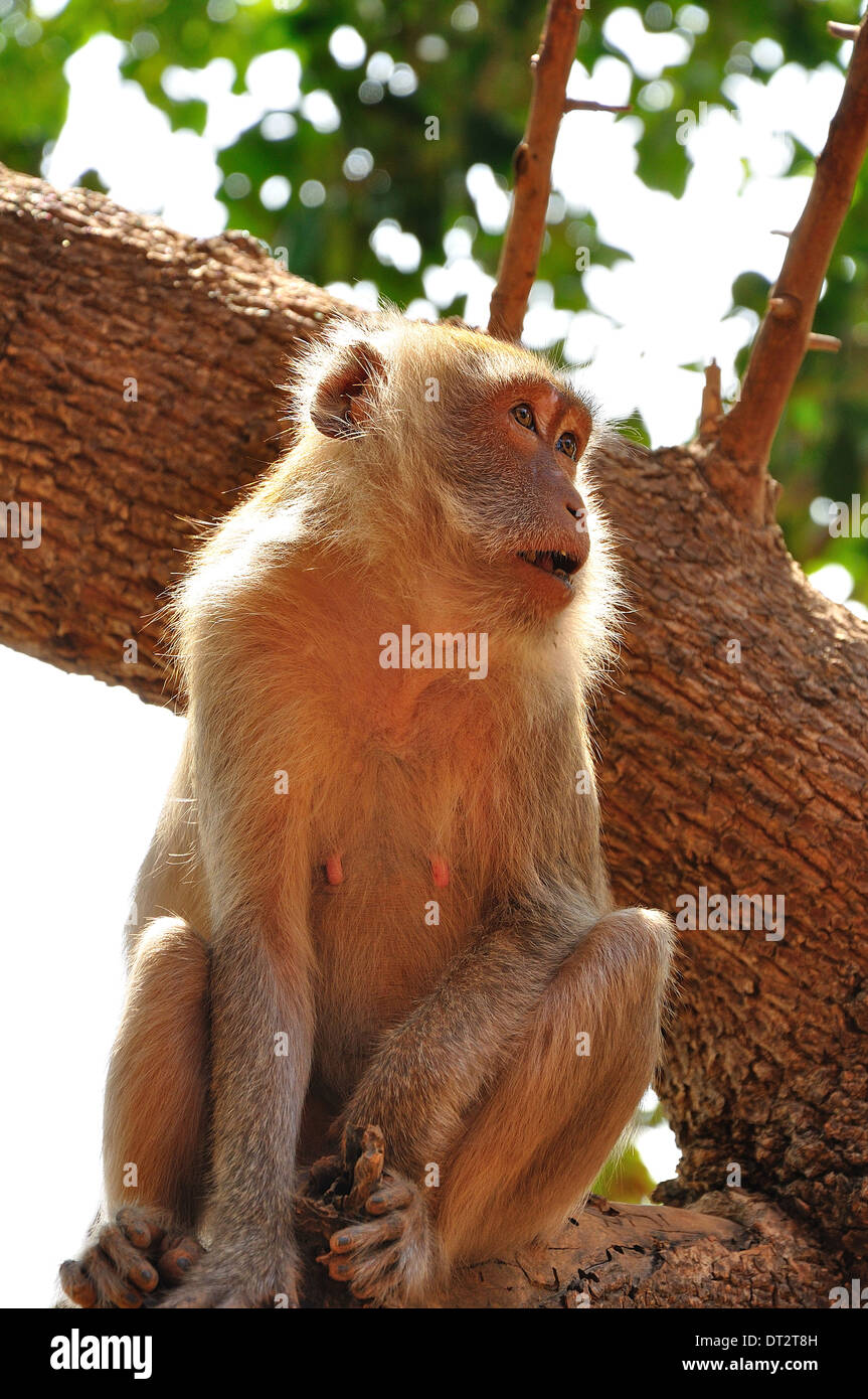 Affe auf baum -Fotos und -Bildmaterial in hoher Auflösung – Alamy