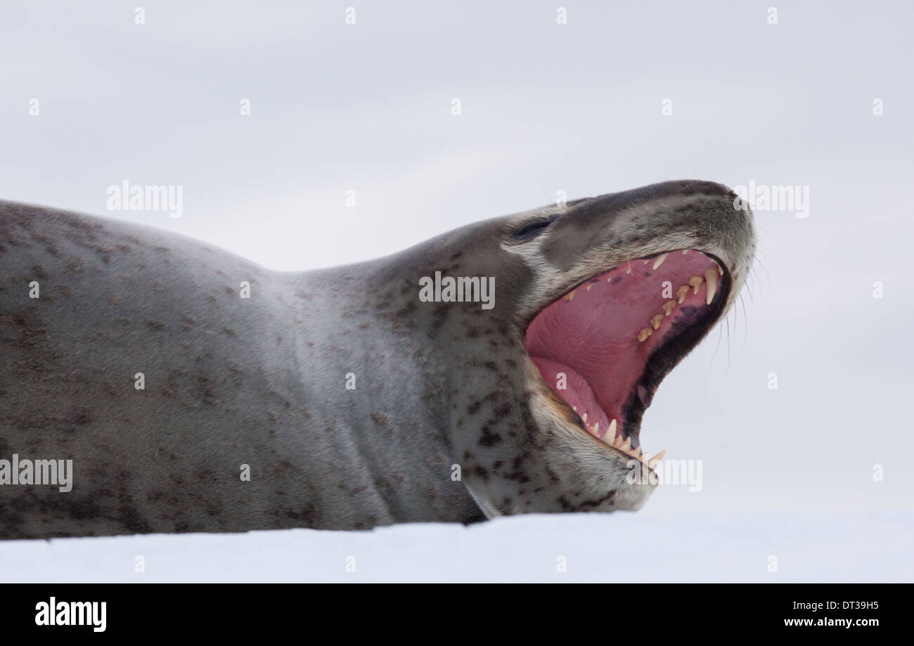 Leopard seal antarctica -Fotos und -Bildmaterial in hoher Auflösung – Alamy