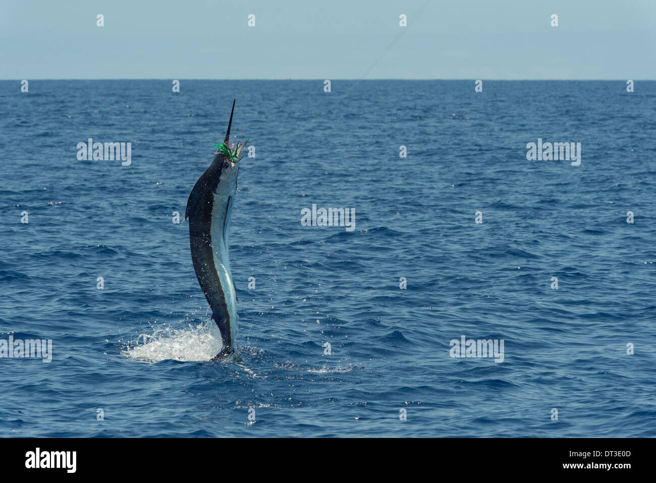 Pacific billfish -Fotos und -Bildmaterial in hoher Auflösung – Alamy