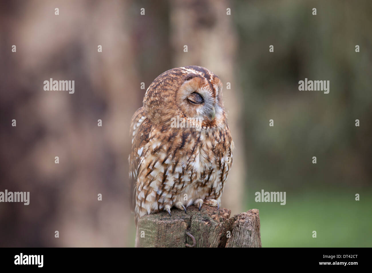 Augen geschlossen eule -Fotos und -Bildmaterial in hoher Auflösung – Alamy