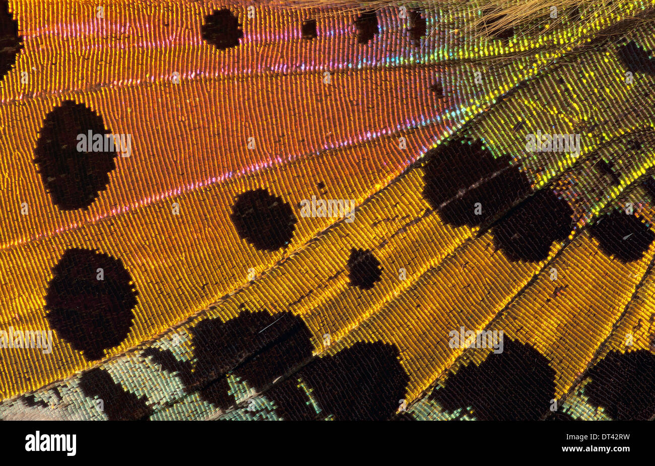 Urania ripheus -Fotos und -Bildmaterial in hoher Auflösung – Alamy