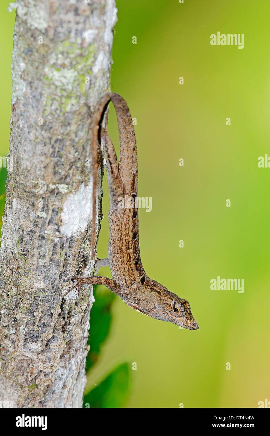 Florida leguane -Fotos und -Bildmaterial in hoher Auflösung – Alamy