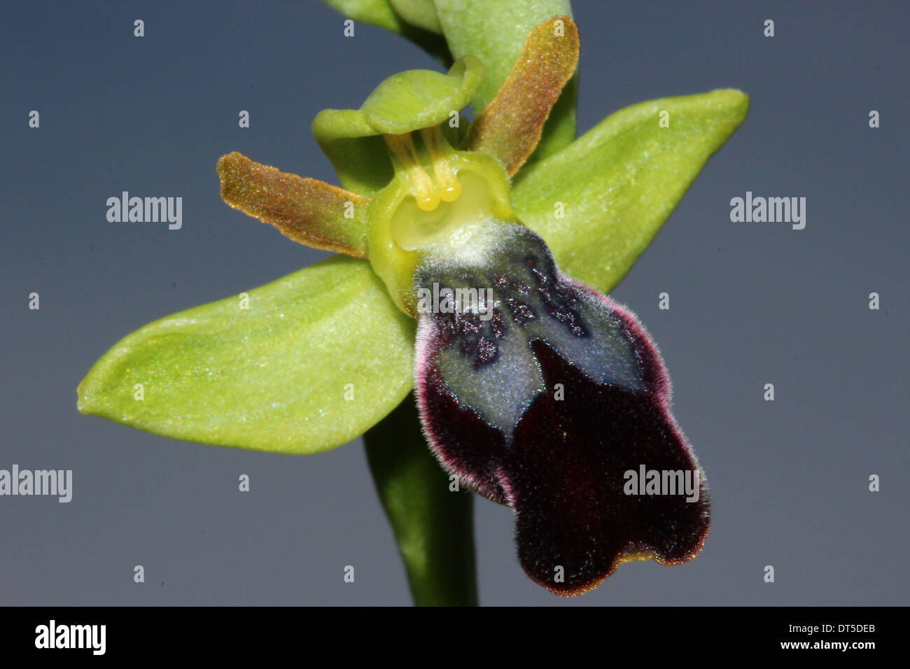 Wilde orchidee -Fotos und -Bildmaterial in hoher Auflösung – Alamy