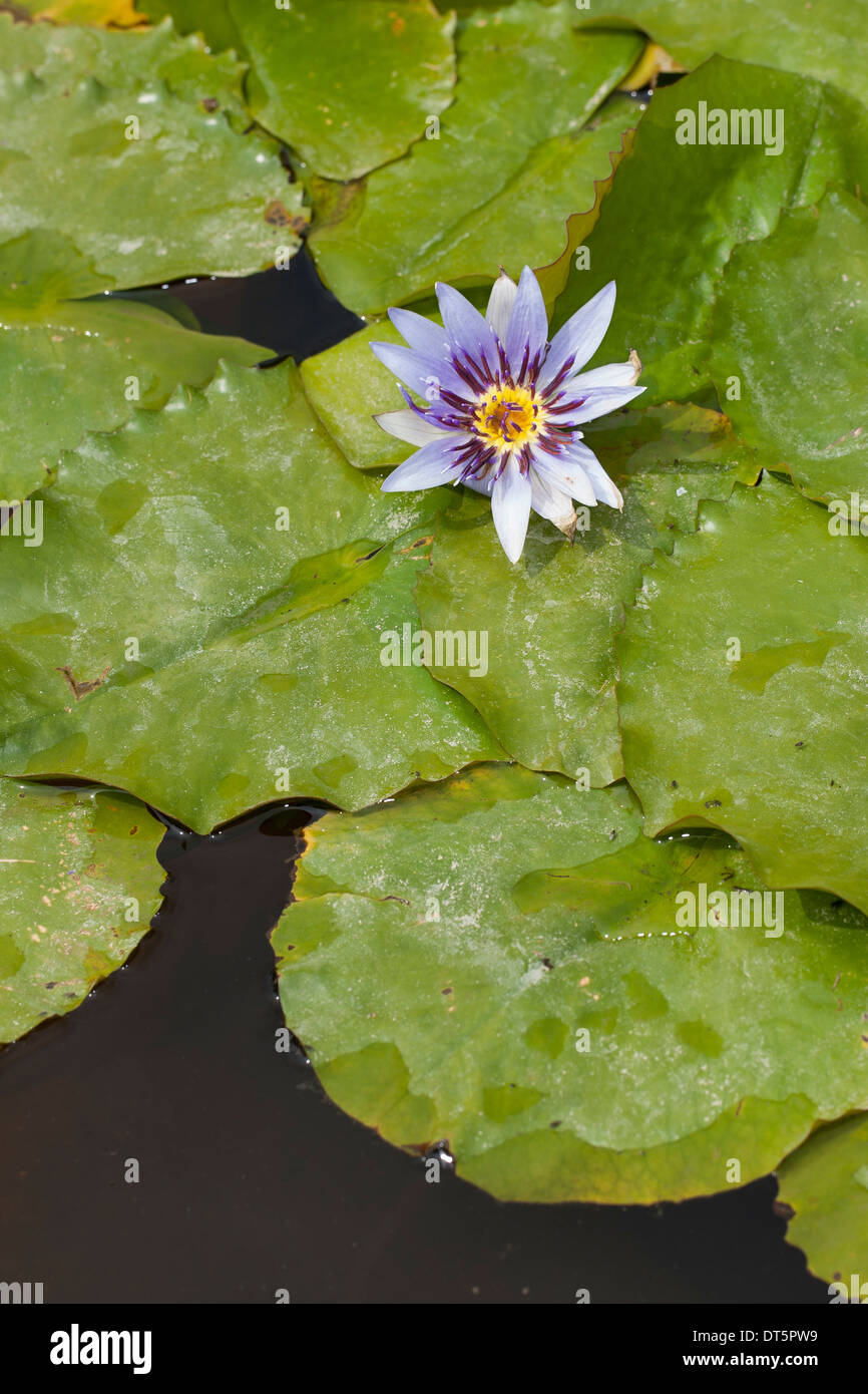 Blaue agyptische lotusblume -Fotos und -Bildmaterial in hoher Auflösung ...